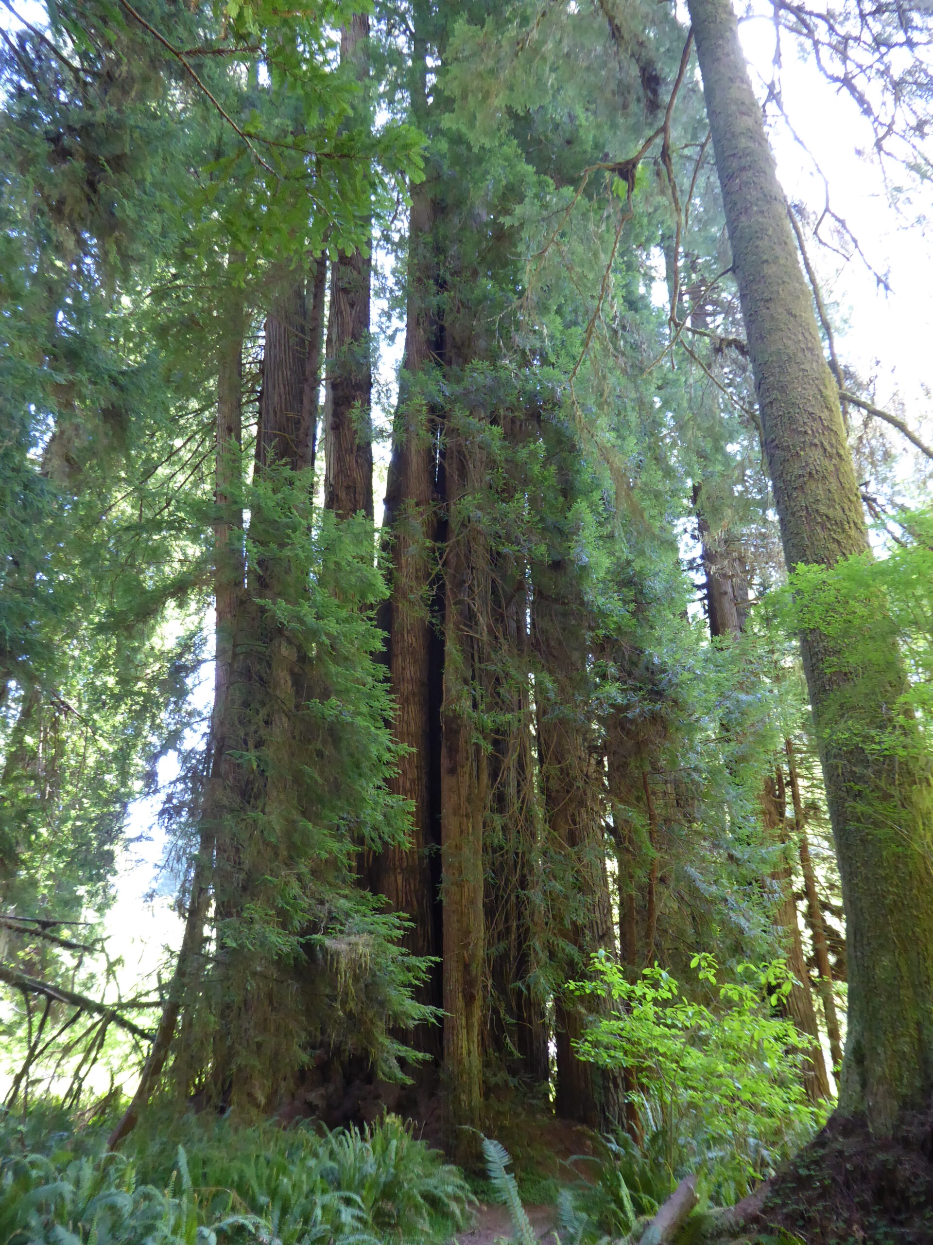 Redwoods State and National Parks, CA - Blue's Boots
